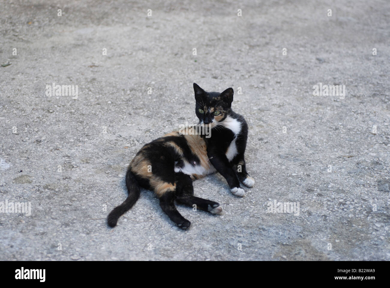 Cat greece Banque de photographies et d’images à haute résolution - Alamy