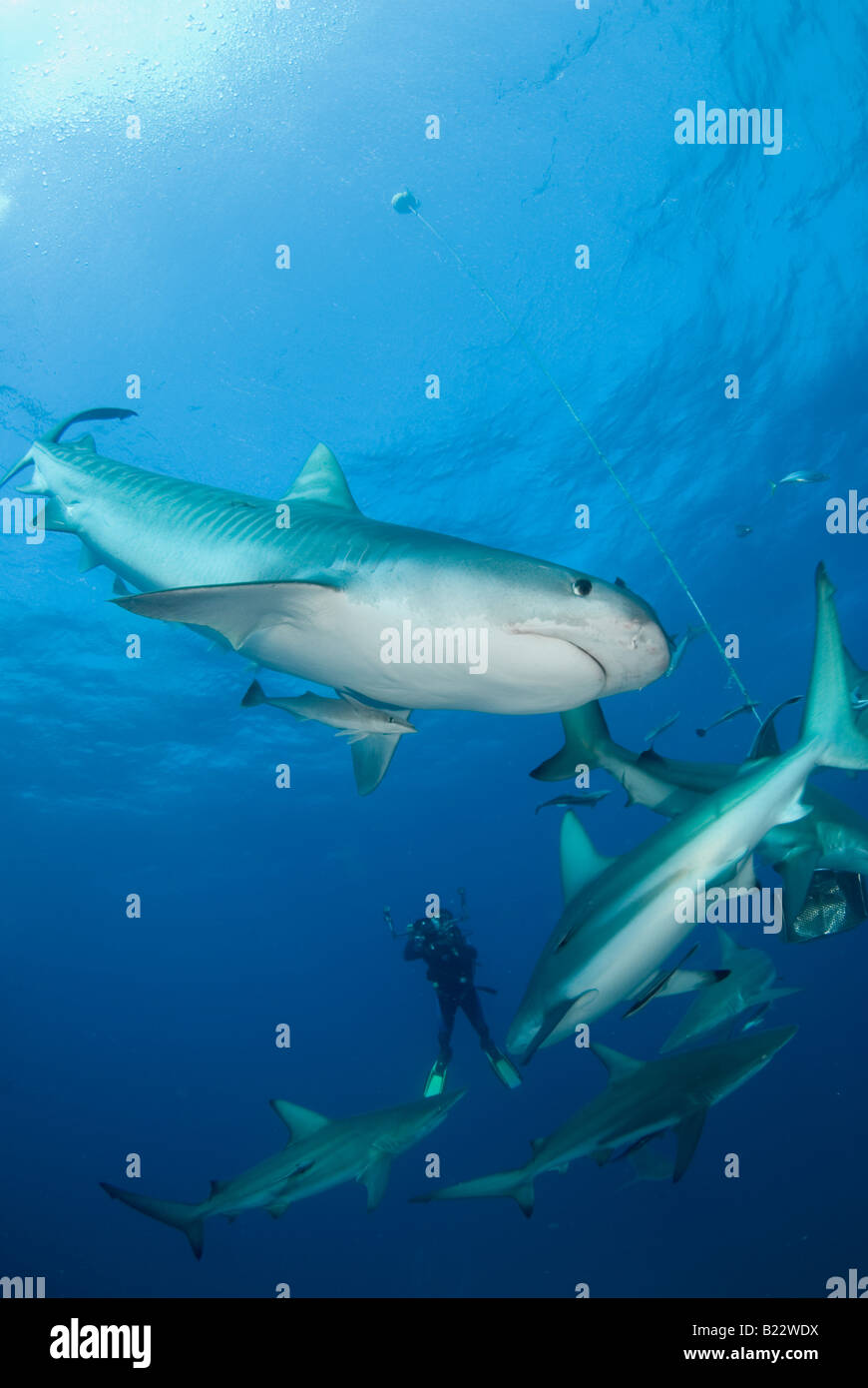 Approche requin Banque de photographies et d’images à haute résolution - Alamy