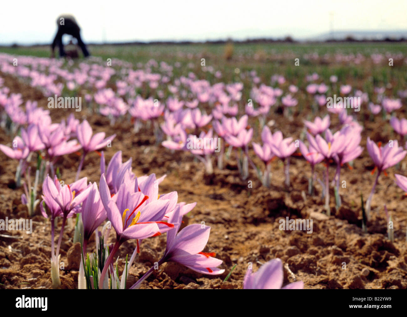 Safran feld Banque de photographies et d’images à haute résolution - Alamy