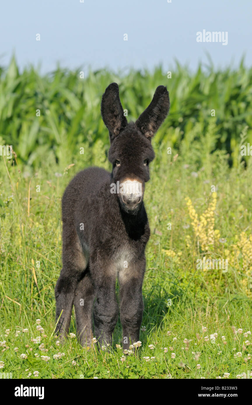 Poitou donkey Banque de photographies et d’images à haute résolution ...