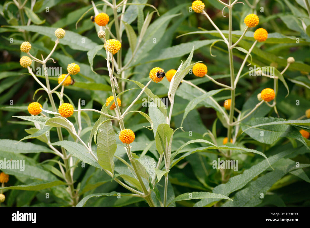 Buddleia ou buddleja globosa Banque de photographies et d’images à ...