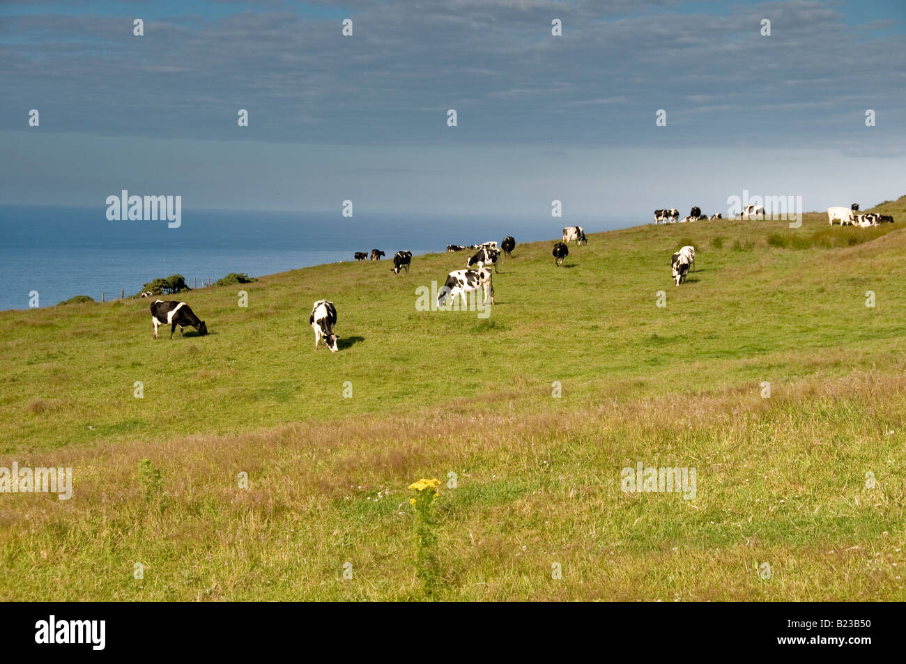 Grande vache de mer Banque de photographies et d’images à haute ...