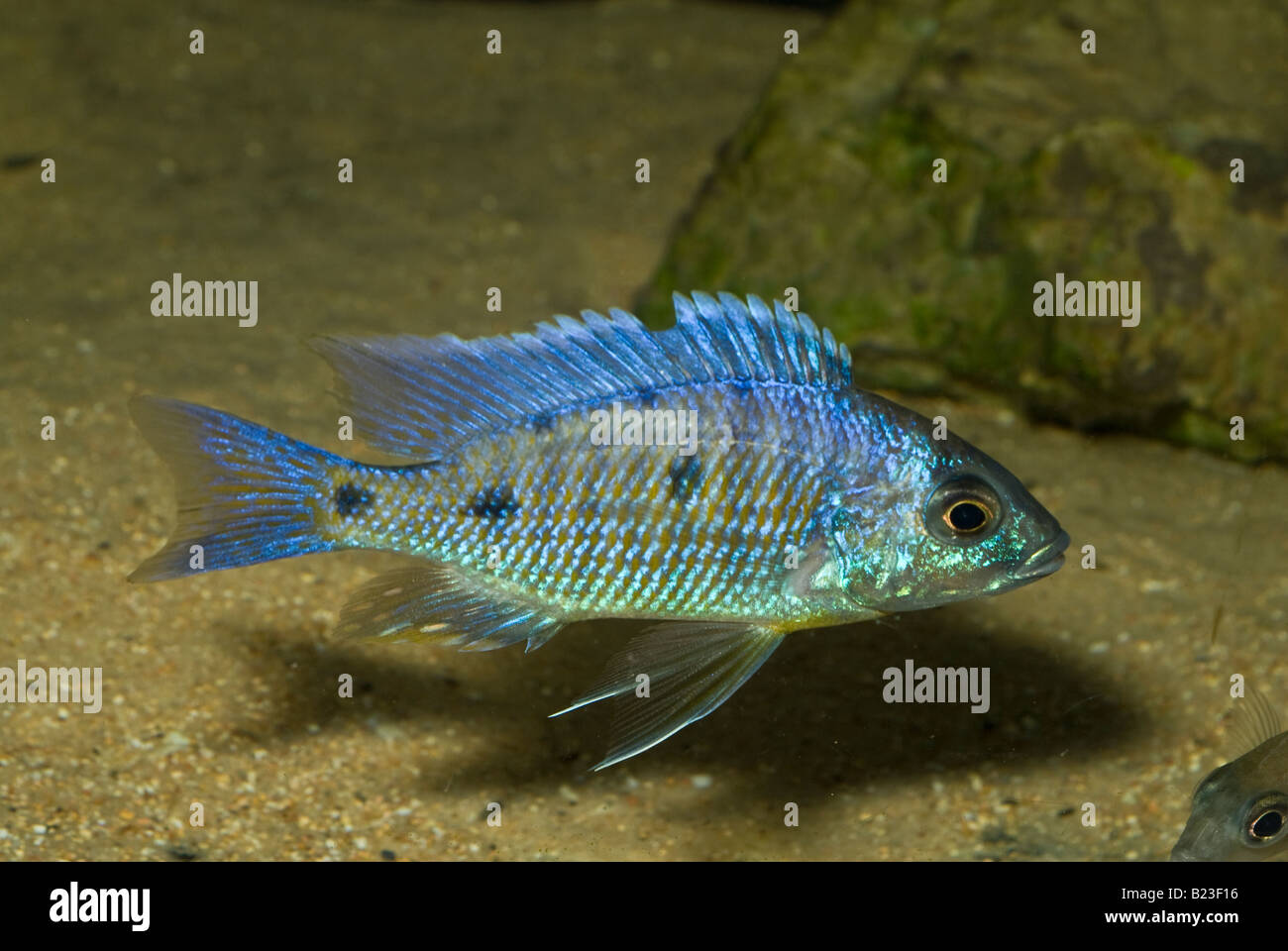 Copadichromis azureus Mbenji, Lac Malawi Cichlid, poissons d'aquarium ...