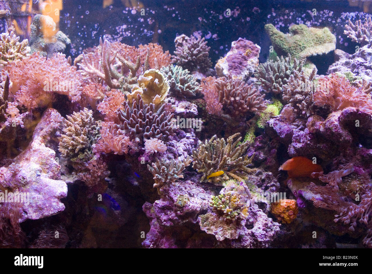Aquarium R cifal Banque De Photographies Et D images Haute R solution aquarium-r-cifal-banque-de-photographies-et-d-images-haute-r-solution