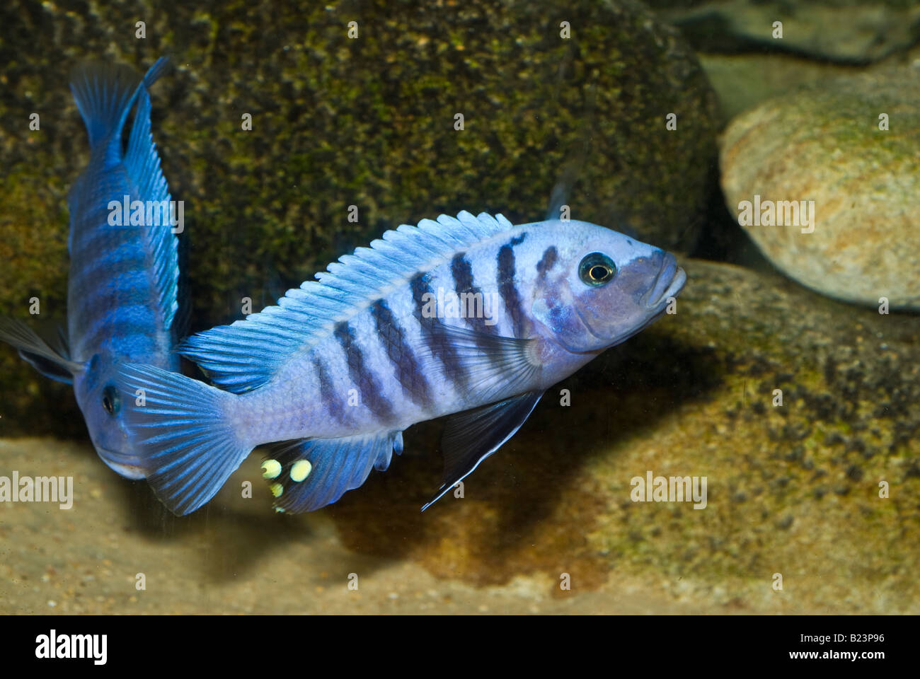 Maylandia zebra, Makonde Malawi cichlidés du lac, de l'Afrique Banque D ...