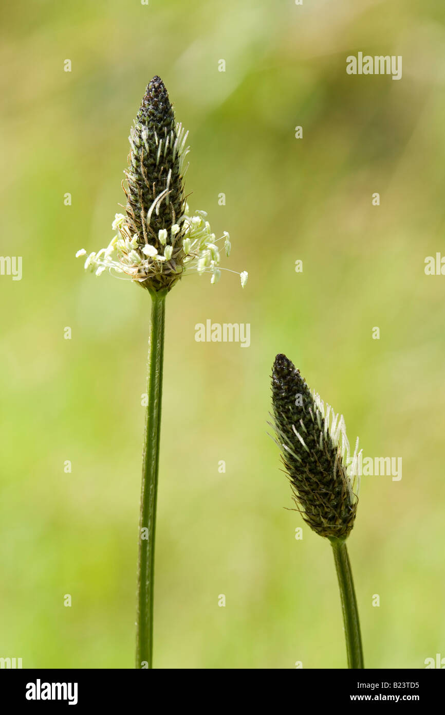 Plantain plantago lanceolata Banque de photographies et d’images à ...