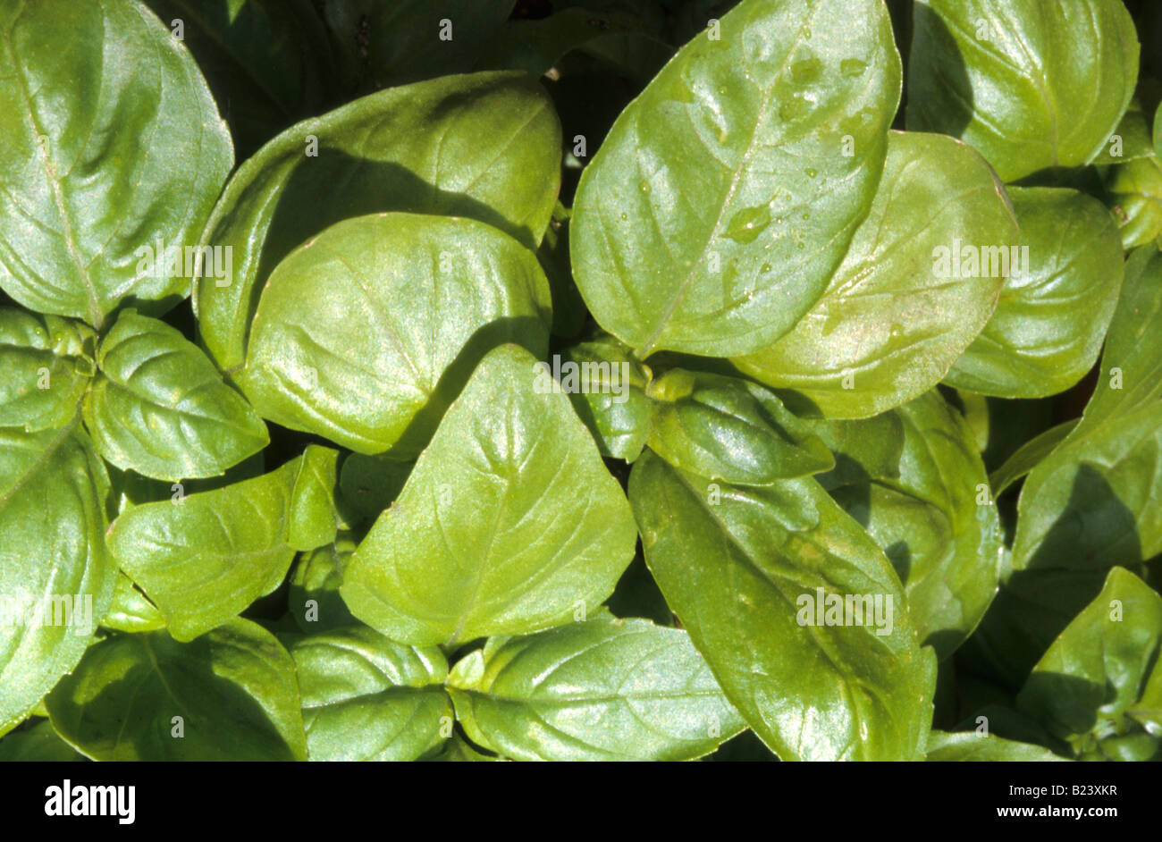 'Roi des herbes' GENRE OCIMUM BASILIC FAMILLE MENTHE plante aromatique ...