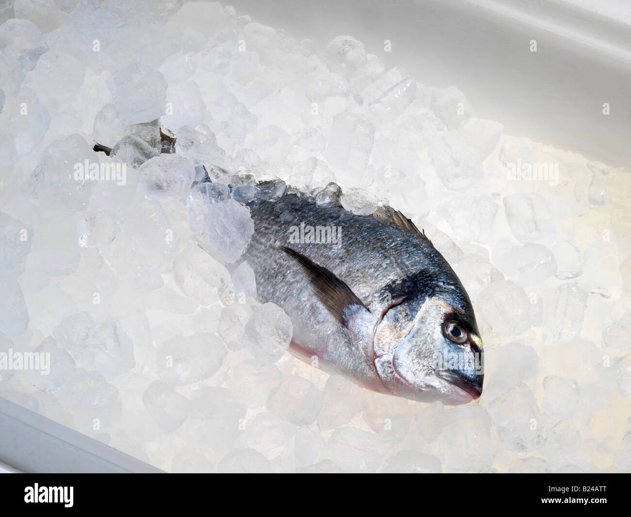 Daurade royale Banque de photographies et d’images à haute résolution ...