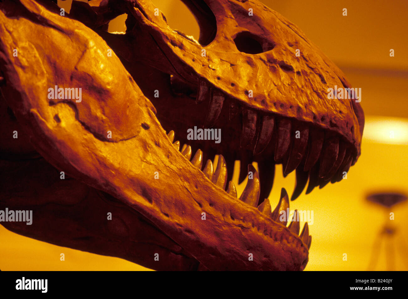 Dinosaure vicieux Banque de photographies et d’images à haute résolution - Alamy