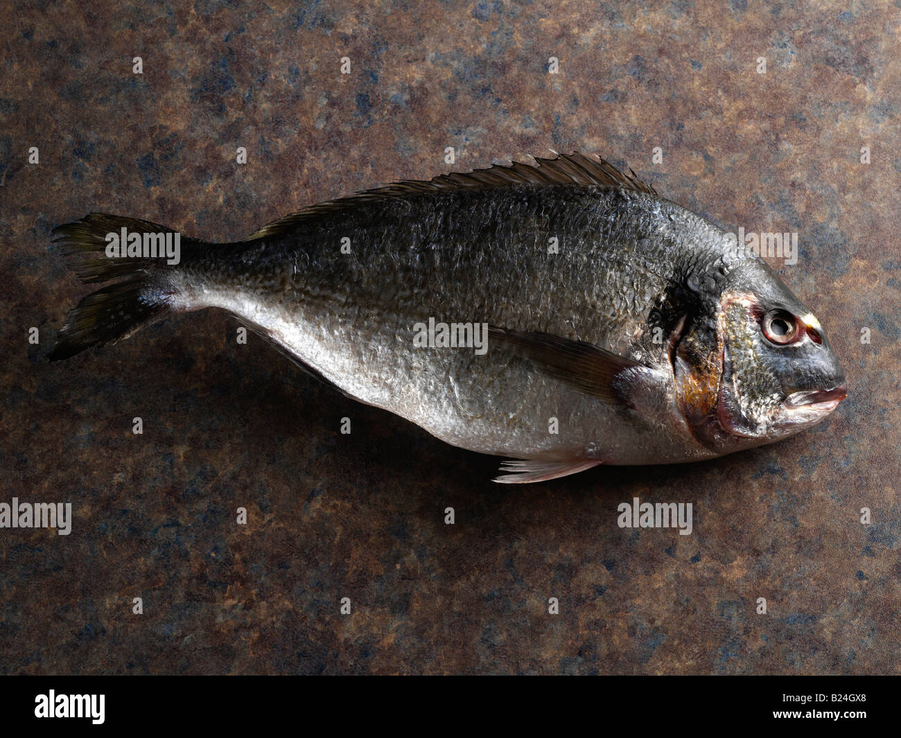 Royal dorade Banque de photographies et d’images à haute résolution - Alamy