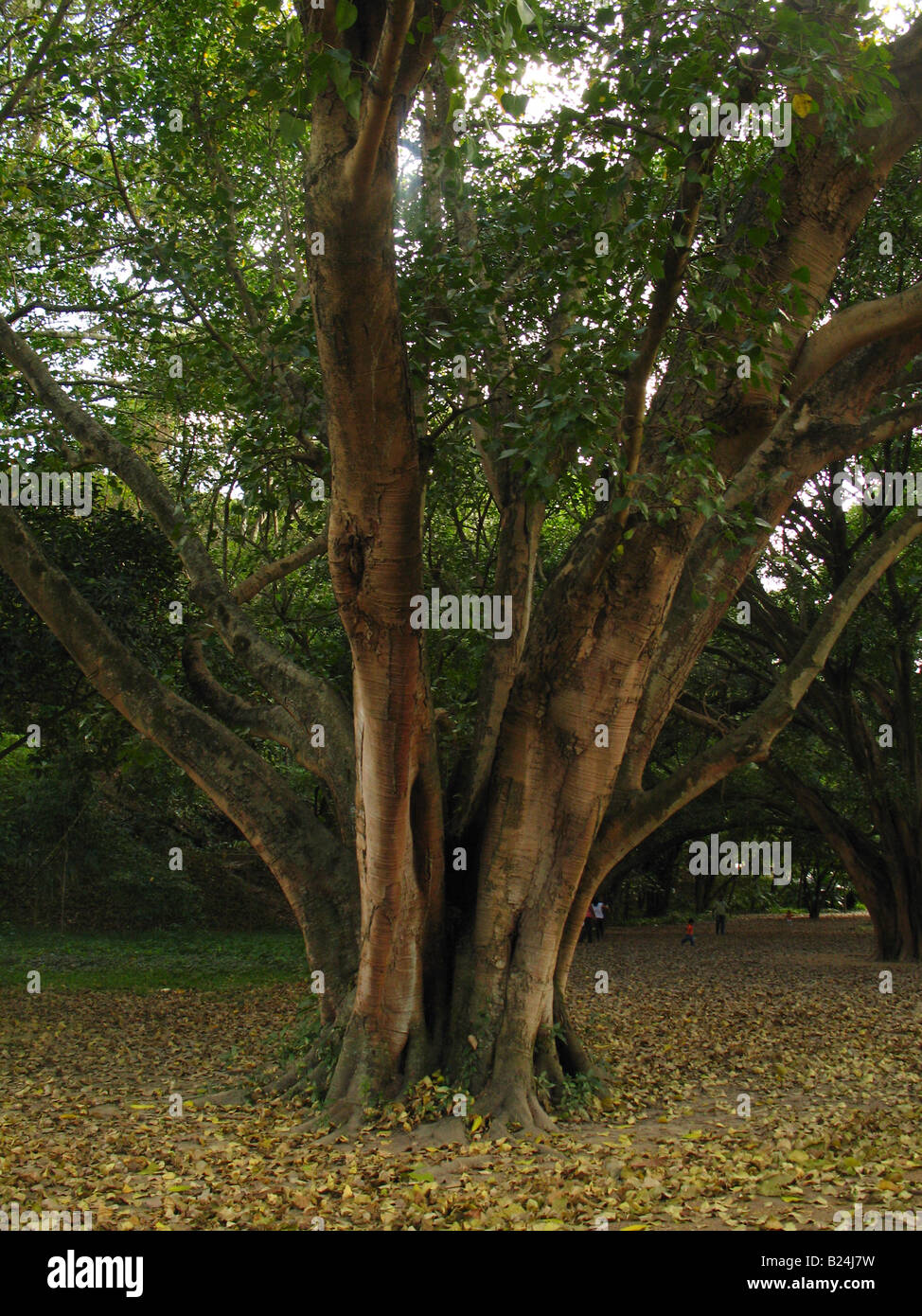 Bo tree ficus religiosa Banque de photographies et d’images à haute ...