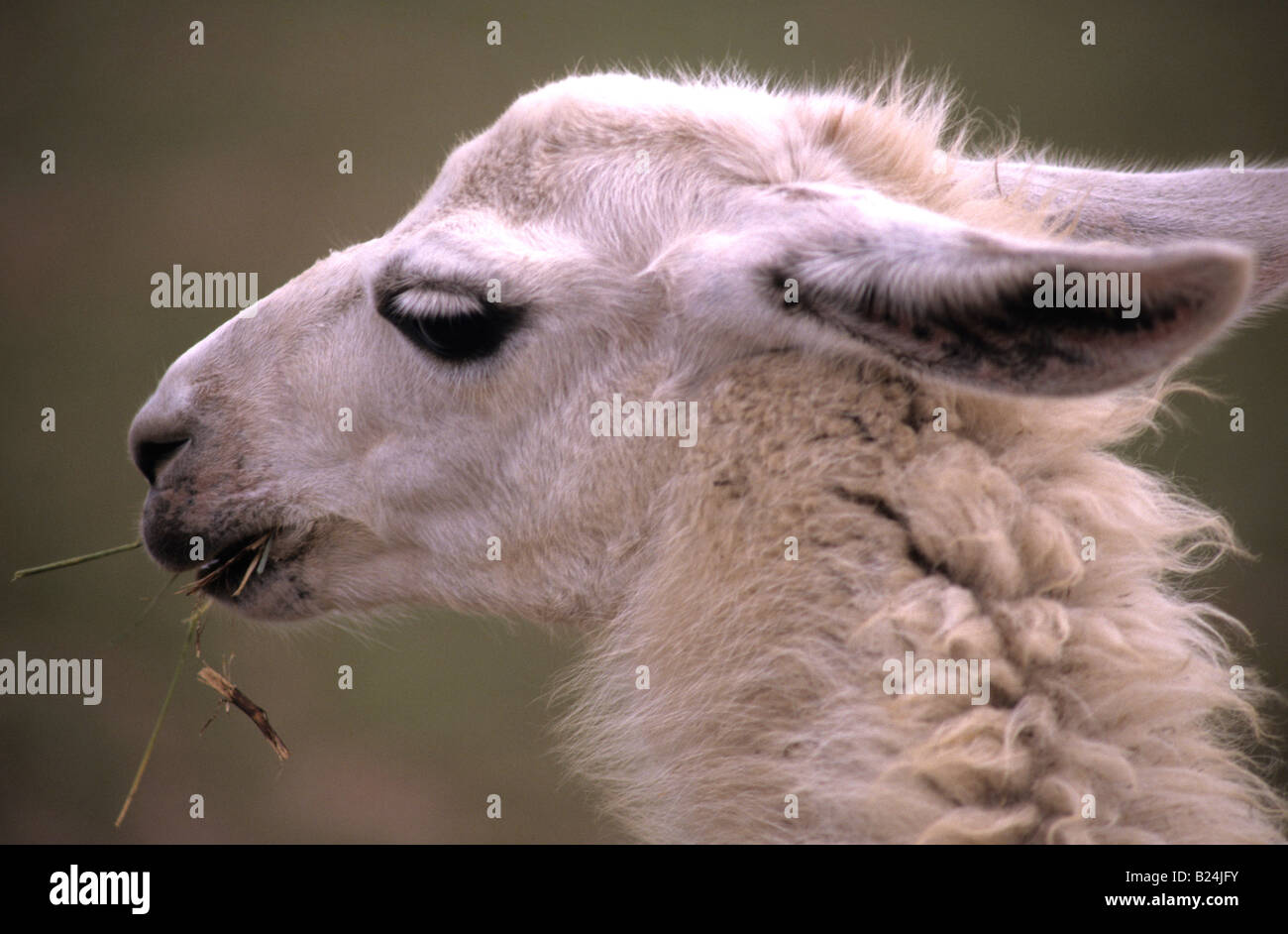 Llama profile Banque de photographies et d’images à haute résolution ...