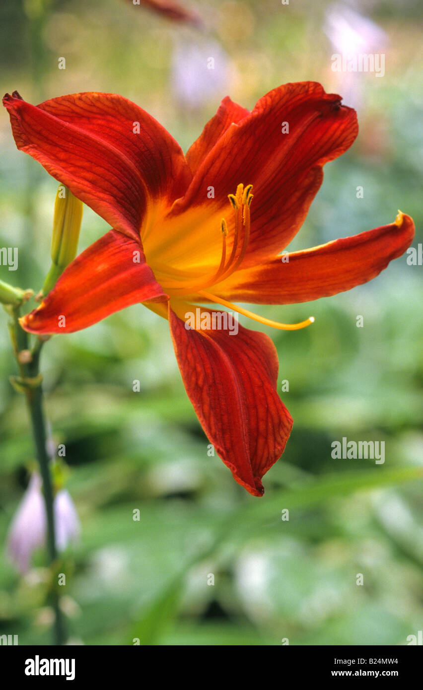 Vivaces bulbeuses Banque de photographies et d’images à haute ...