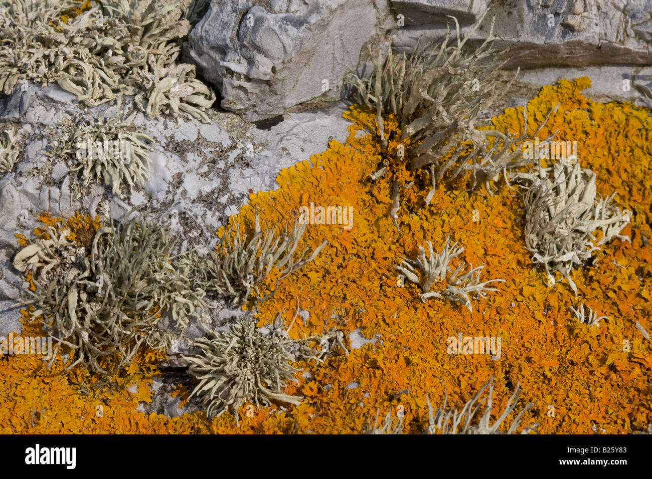 Lichen d'ivoire de mer Banque de photographies et d’images à haute ...
