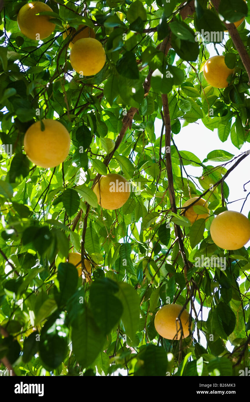 Grapefruit tree Banque de photographies et d’images à haute résolution ...
