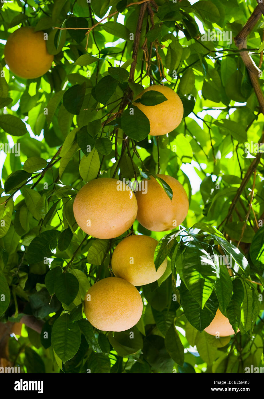 Grapefruit tree Banque de photographies et d’images à haute résolution ...