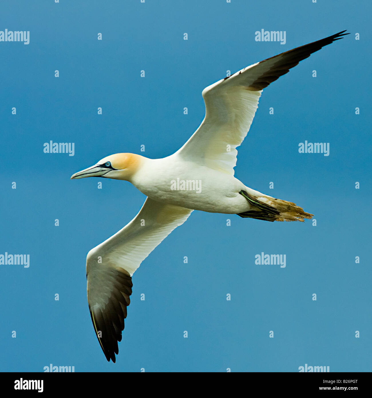 Oiseau qui vole Banque de photographies et d’images à haute résolution - Alamy