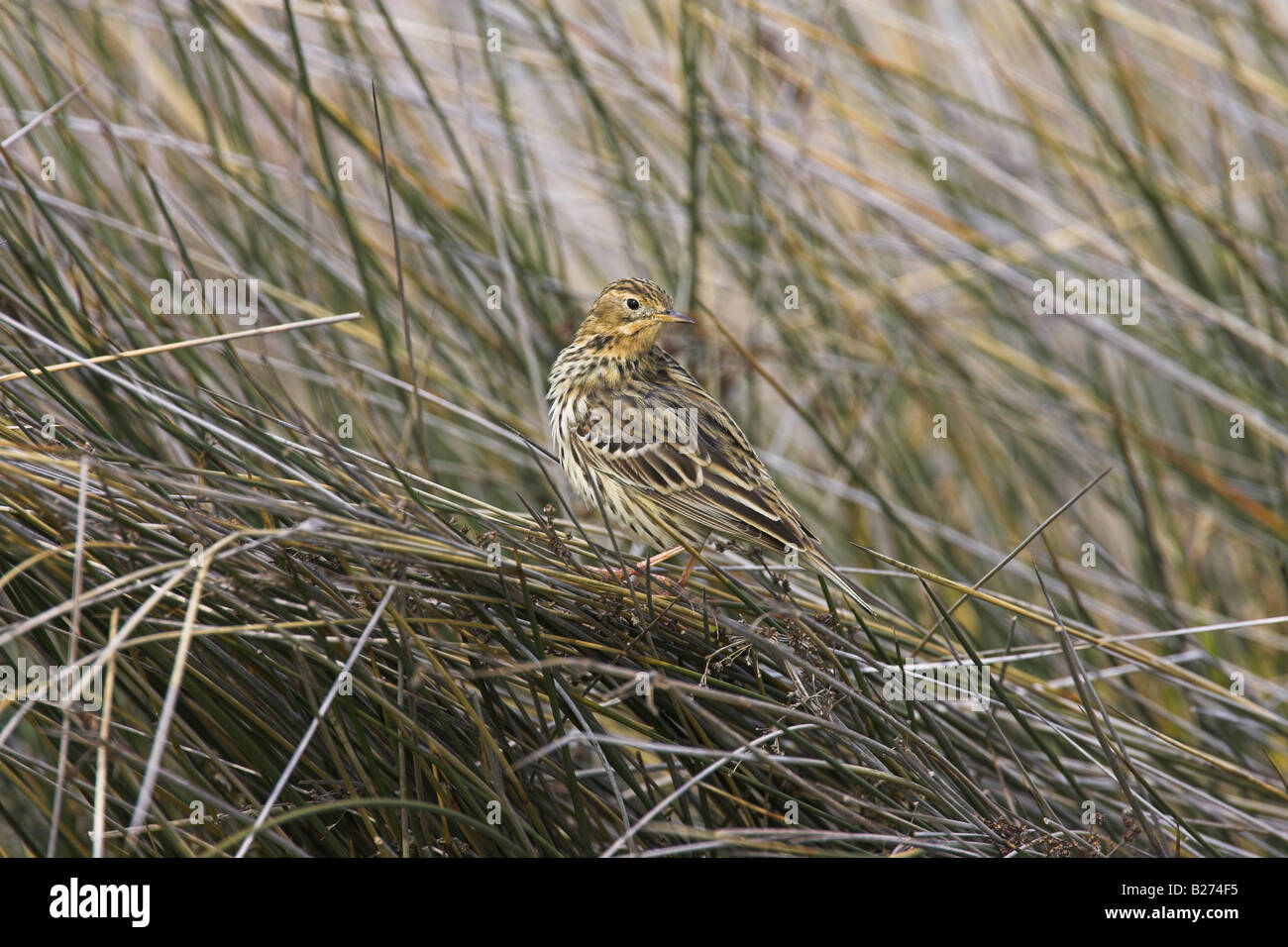 Pipit à gorge rousse Anthus cervinus perché dans l'herbe tussock à ...