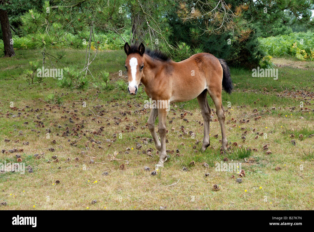 Cheval avec poulain Banque de photographies et d’images à haute ...