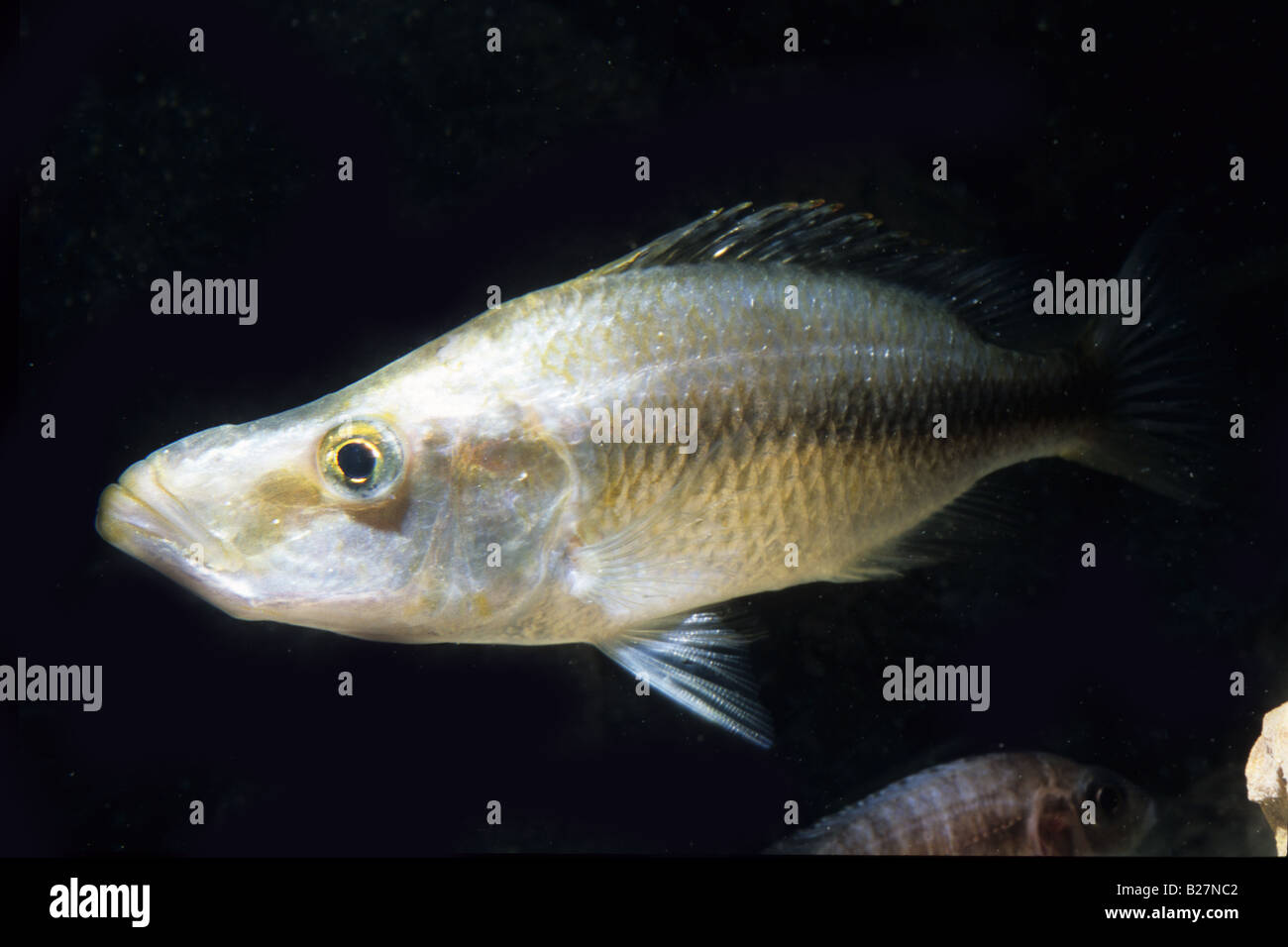 Serranochromis robustus Banque de photographies et d’images à haute ...