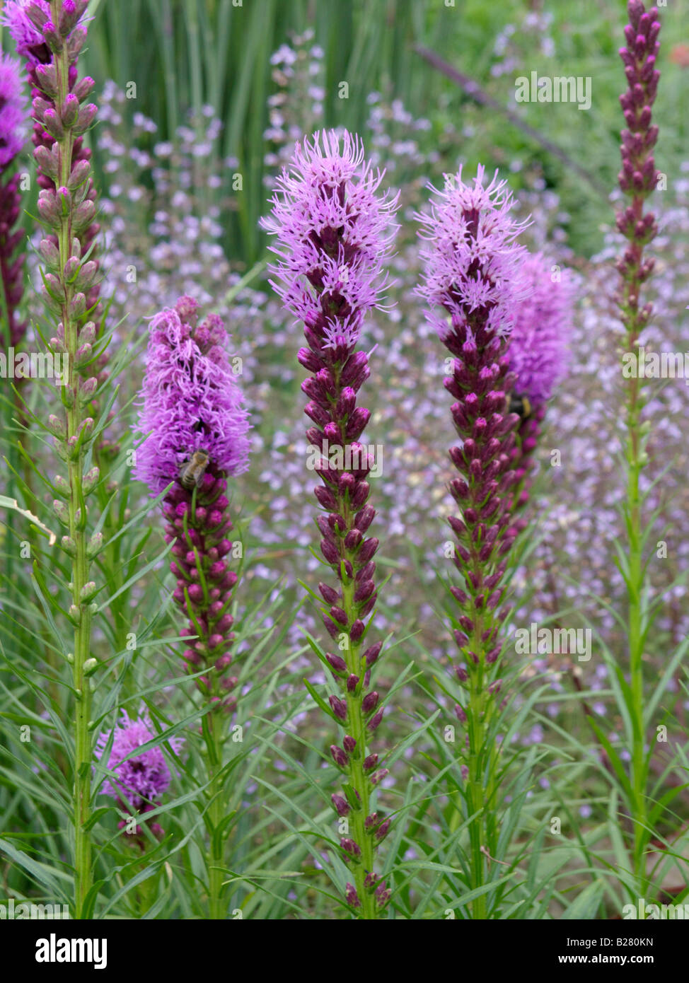 Dense blazing star liatris spicata Banque de photographies et d’images ...