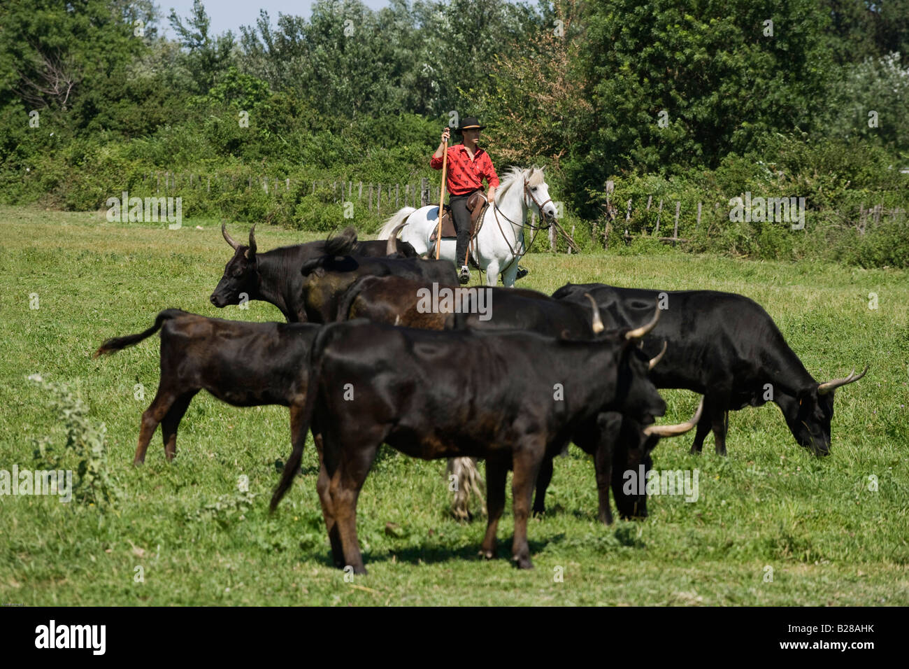 Selle camarguaise traditionnelle Banque de photographies et d’images à ...