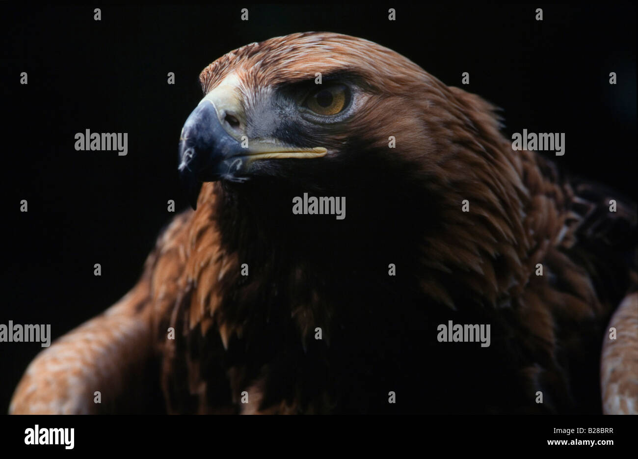 Aigle en or Banque de photographies et d’images à haute résolution - Alamy