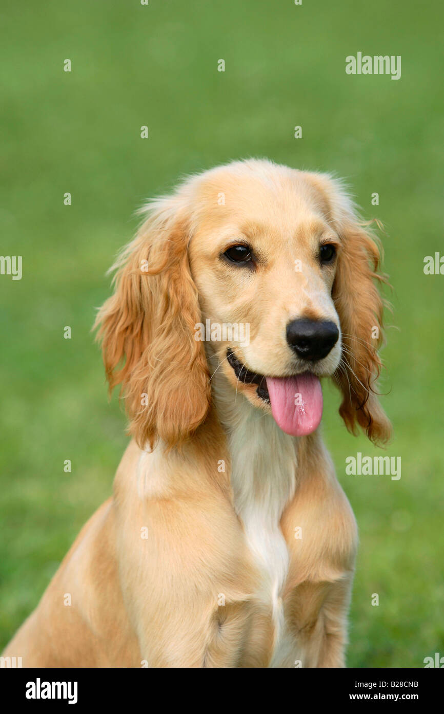 Cocker pop Banque de photographies et d’images à haute résolution ...