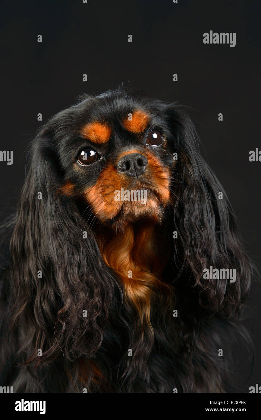 Black tan cavalier king charles Banque de photographies et d’images à ...