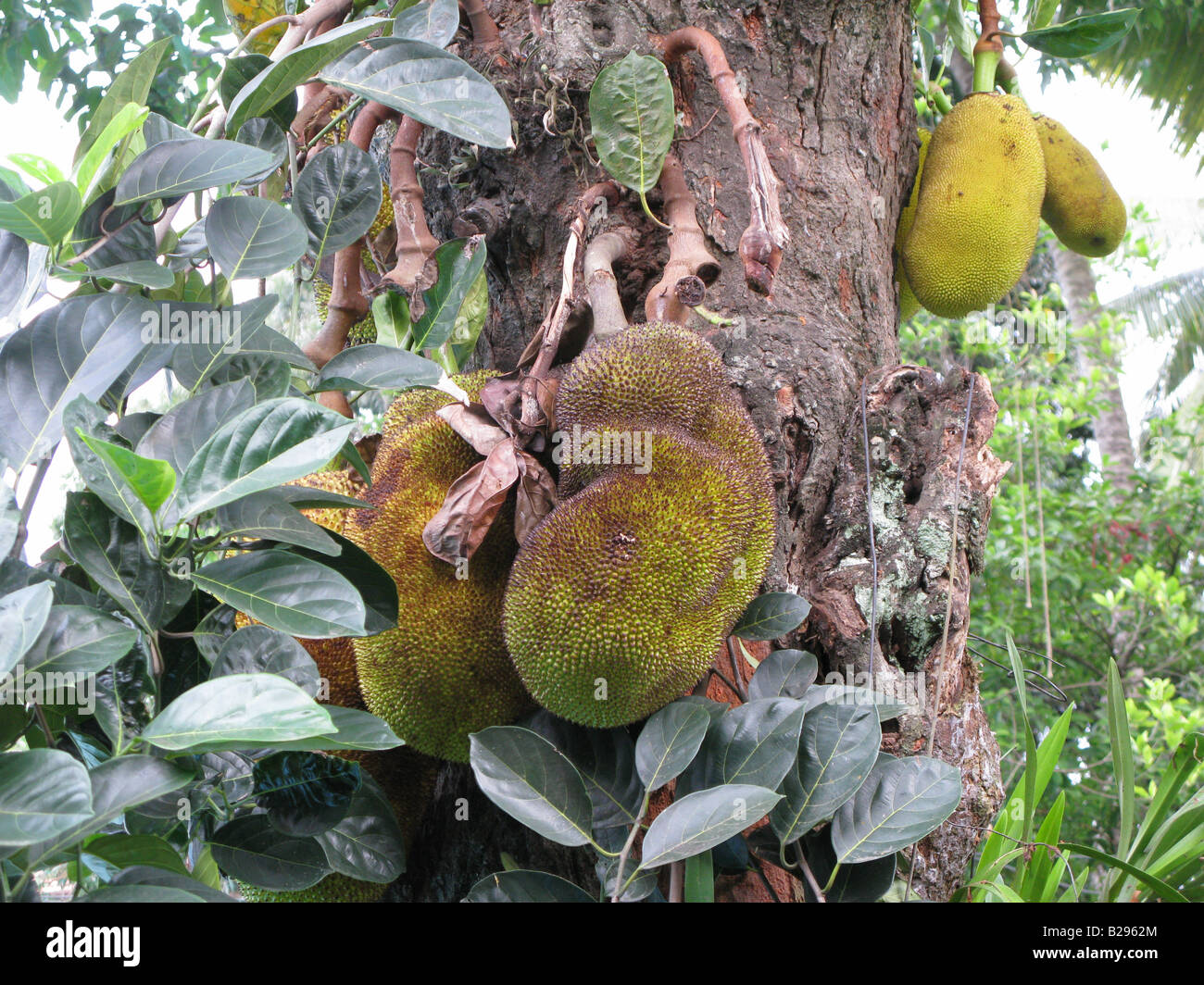 Jack fruit tree sri lanka Banque de photographies et d’images à haute ...