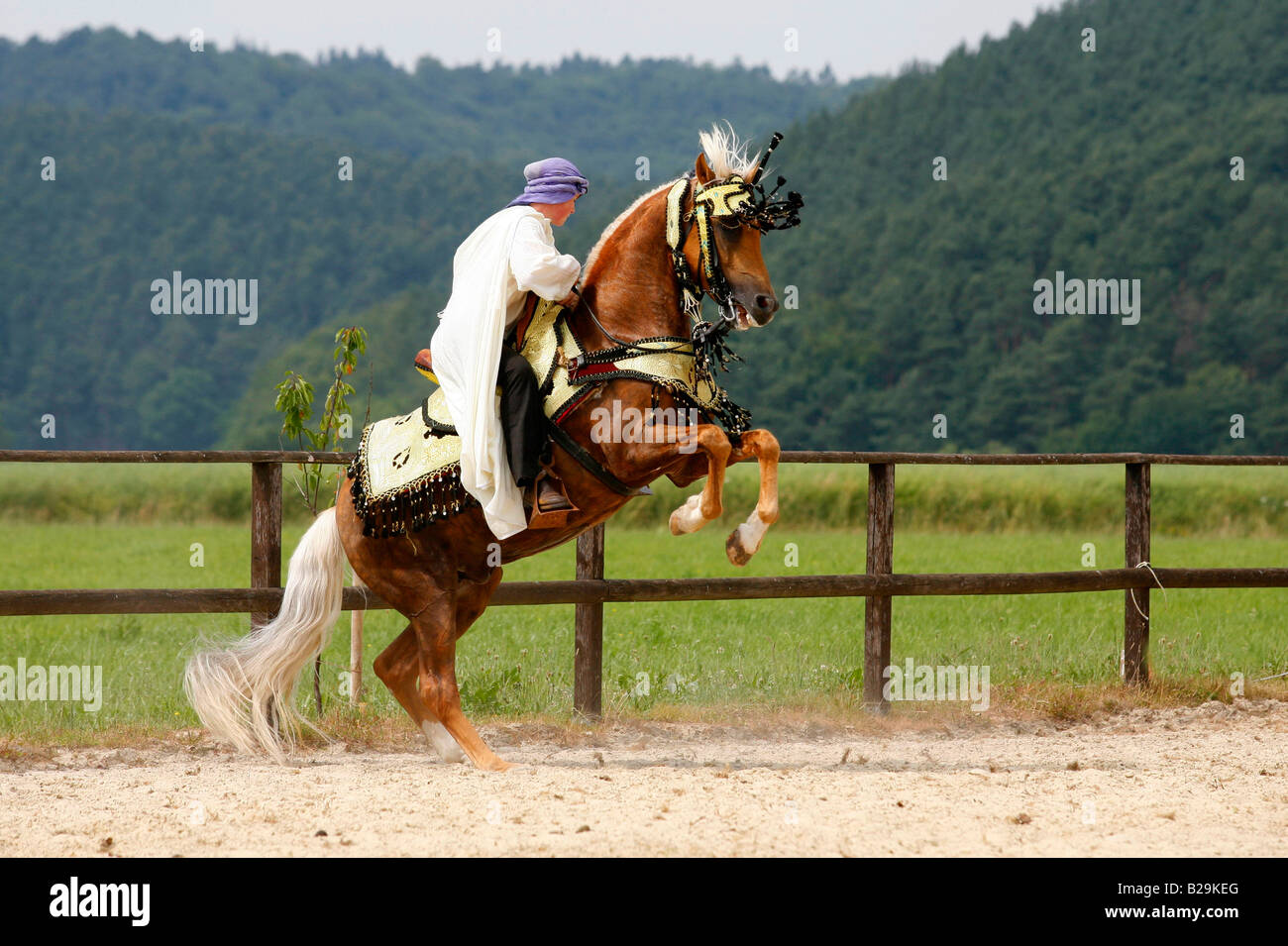 Cheval berbère Banque de photographies et d’images à haute résolution ...