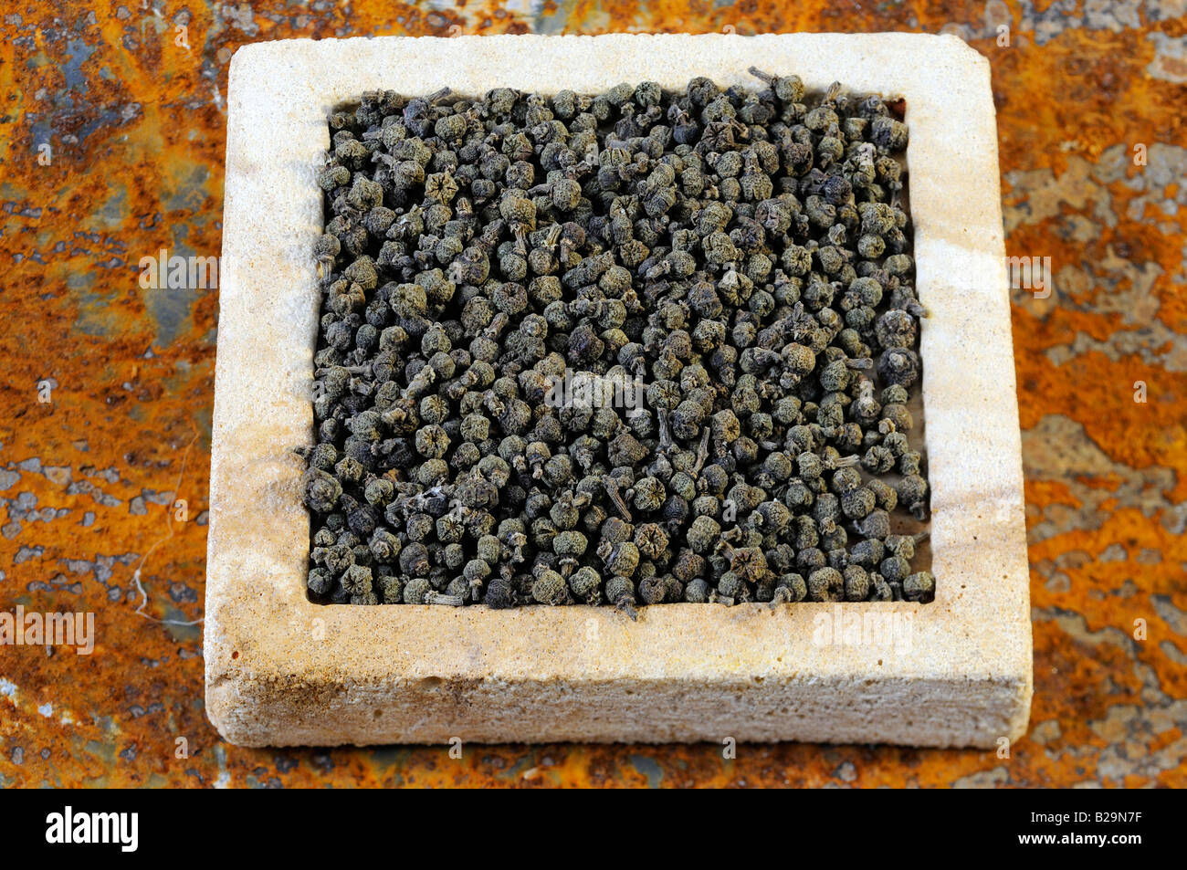 Evodiae fructus Banque de photographies et d’images à haute résolution ...