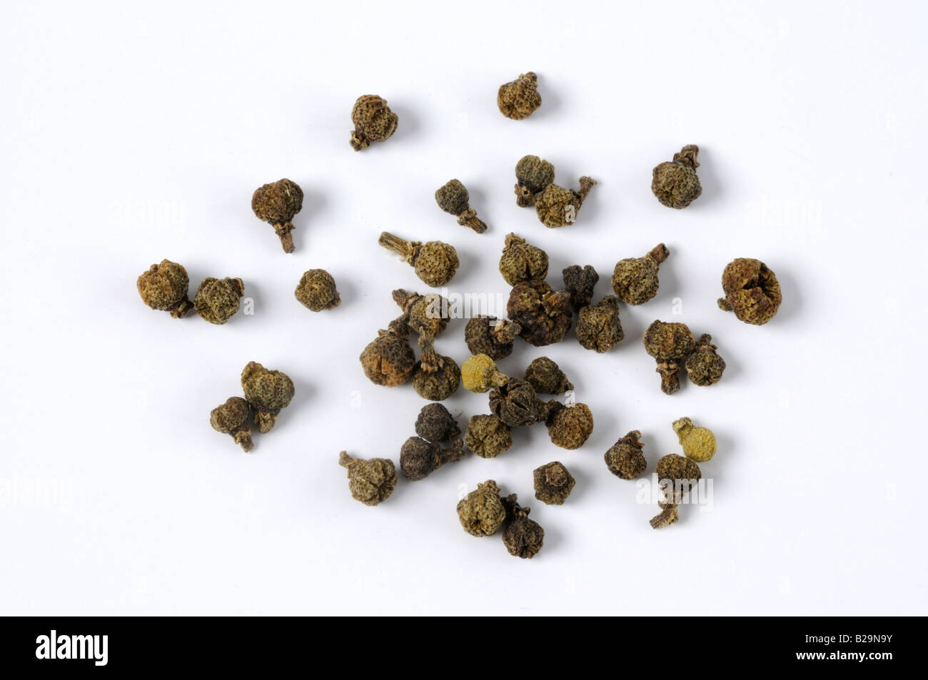 Evodiae fructus Banque de photographies et d’images à haute résolution ...