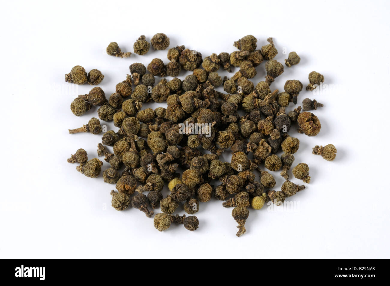 Evodiae fructus Banque de photographies et d’images à haute résolution ...