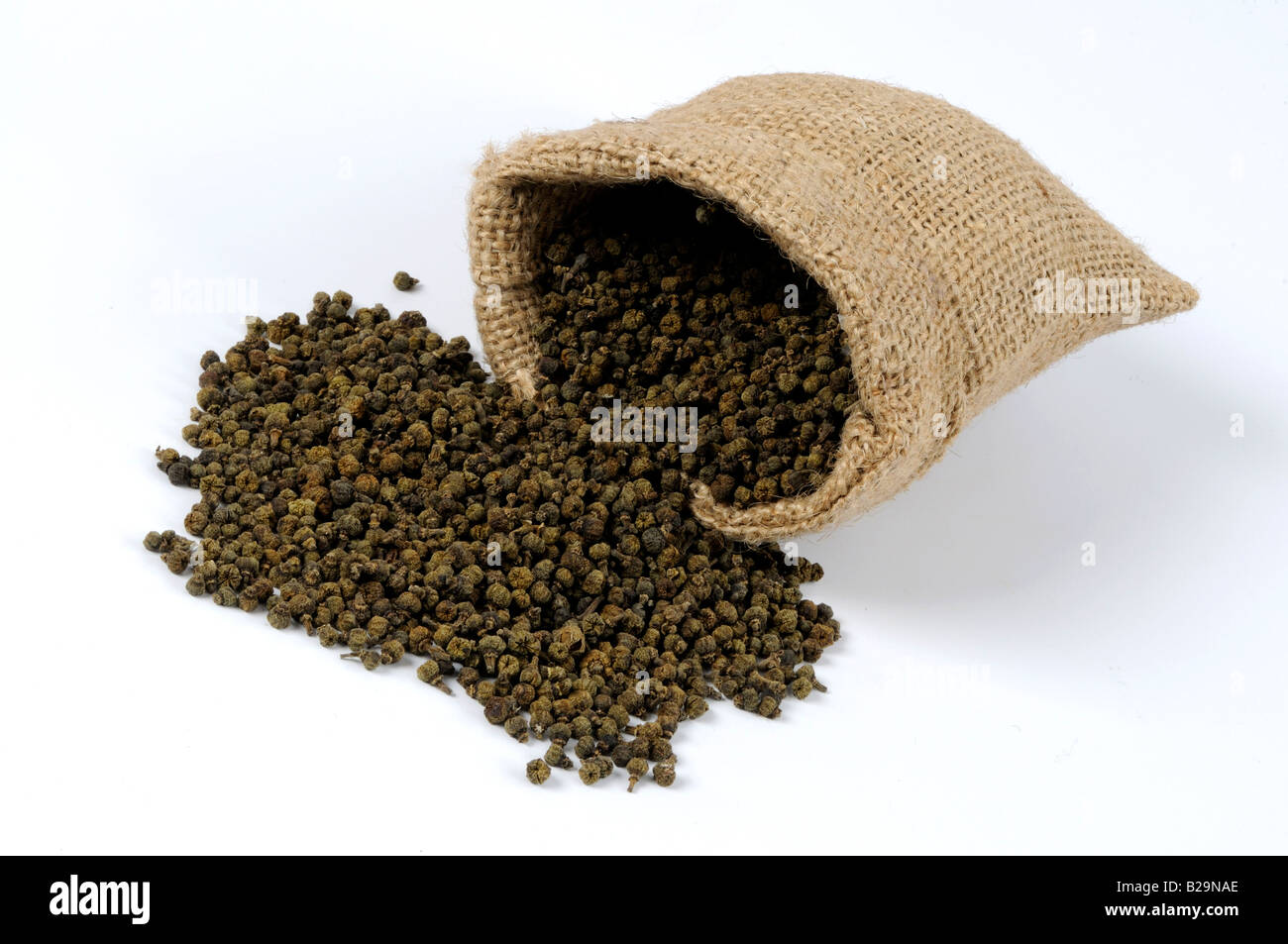 Evodiae fructus Banque de photographies et d’images à haute résolution ...