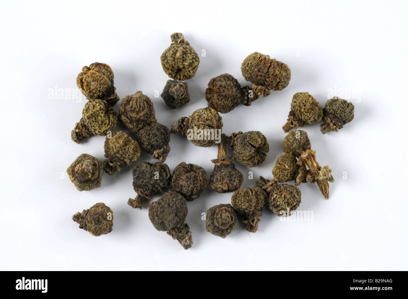 Evodiae fructus Banque de photographies et d’images à haute résolution ...