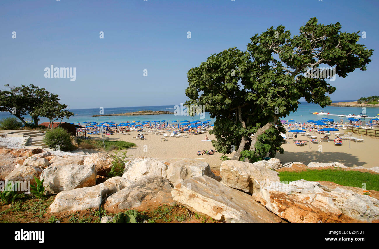 Figuier baie chypre Banque de photographies et d’images à haute ...