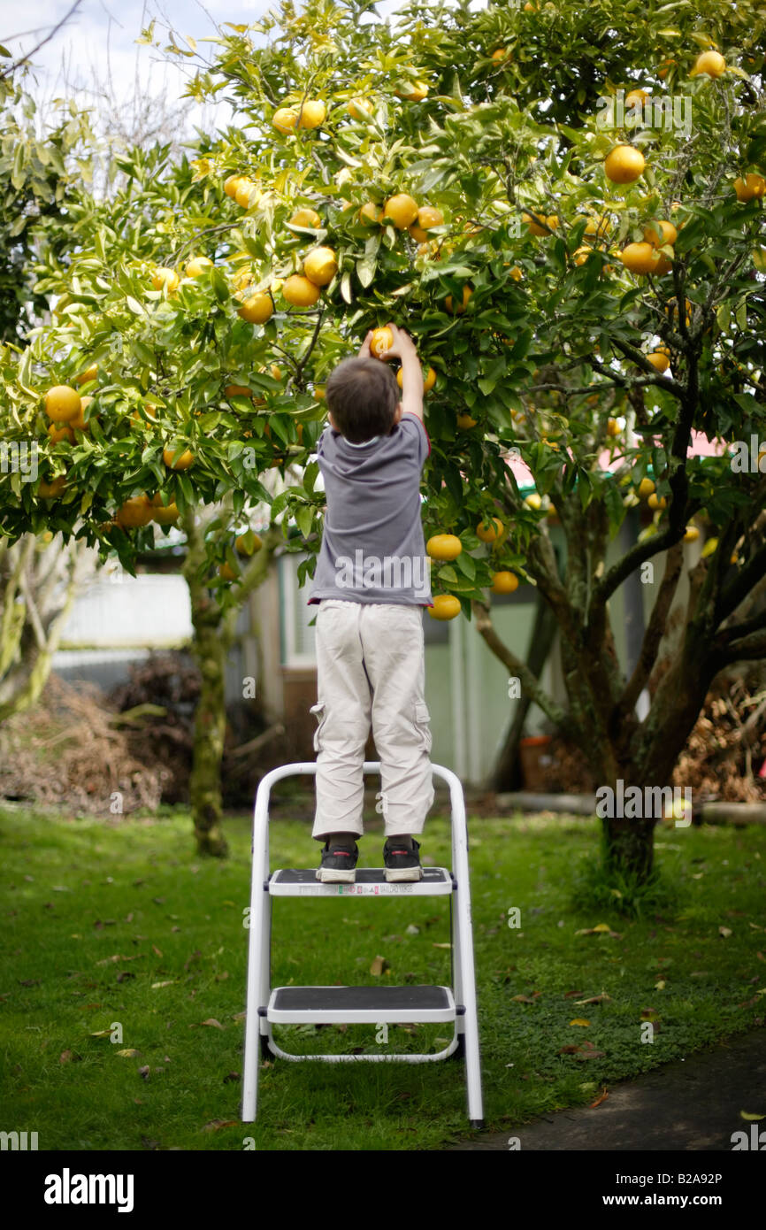 Grapefruit tree Banque de photographies et d’images à haute résolution ...