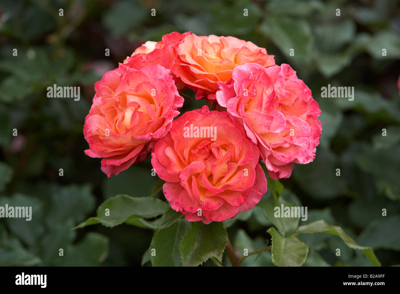 Cluster of red roses Banque de photographies et d’images à haute ...