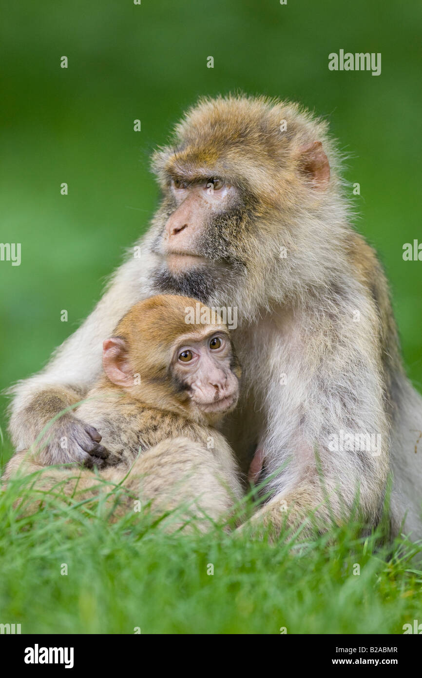 Singe femelle Banque de photographies et d’images à haute résolution ...