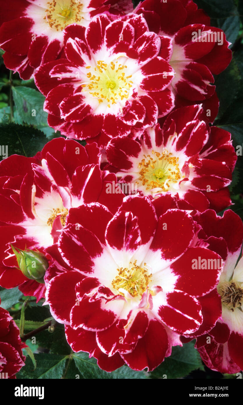 Fiesta rose Banque de photographies et d’images à haute résolution - Alamy