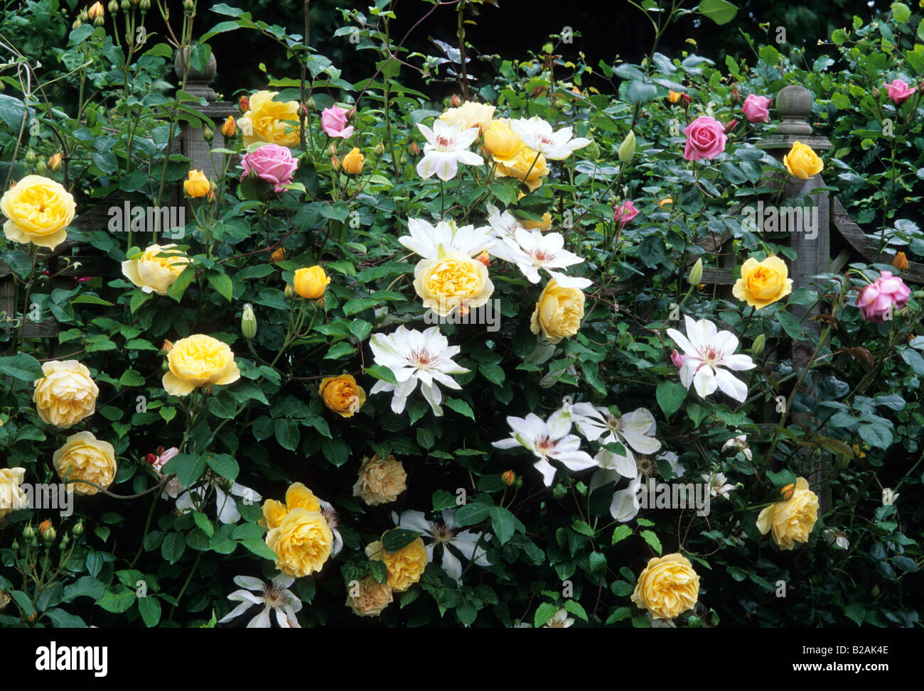 Haie avec David Austin rose Rosa Graham Thomas et Clematis Miss Bateman ...