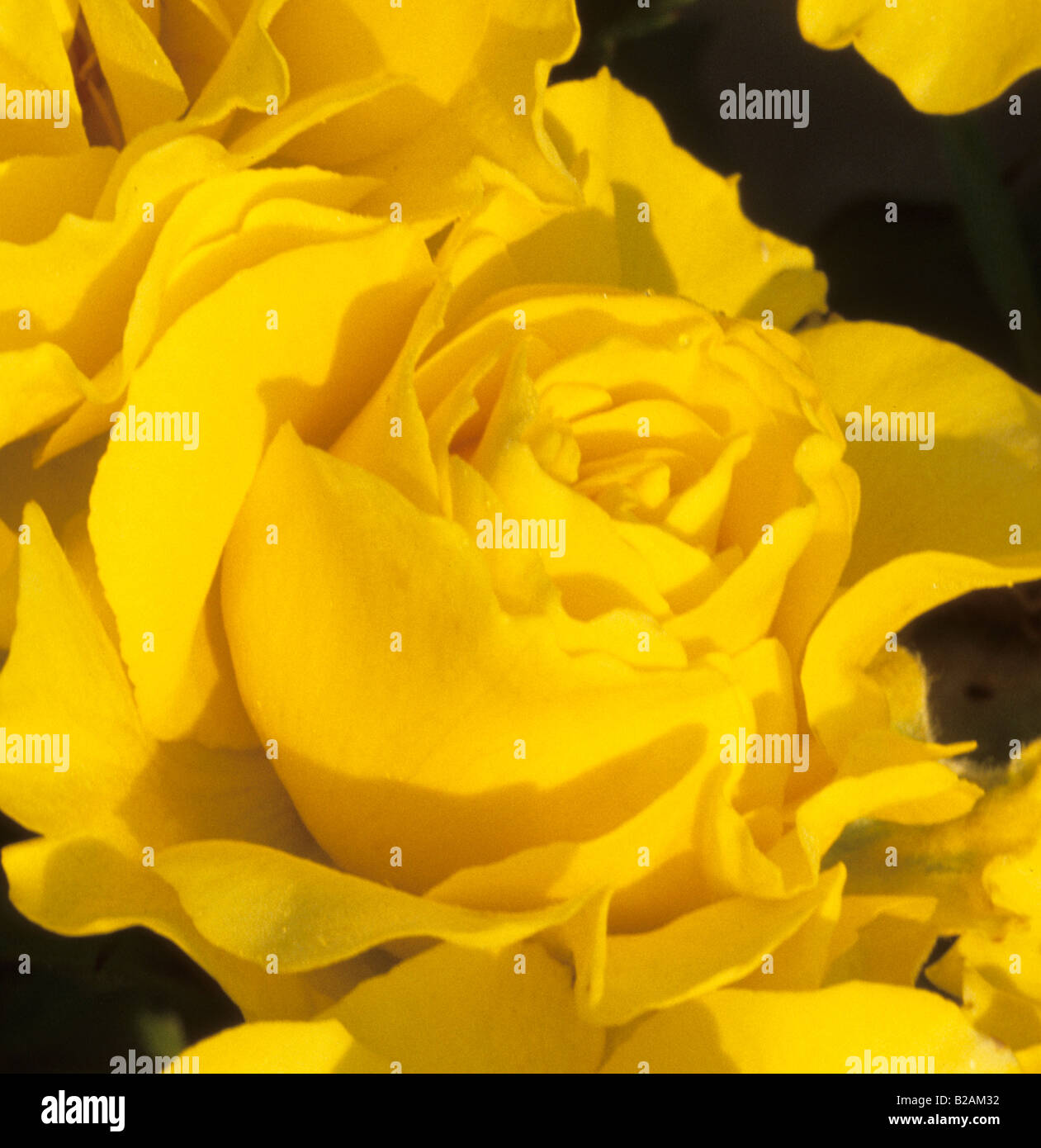 Shrub rose rose La princesse Alice Photo Stock - Alamy