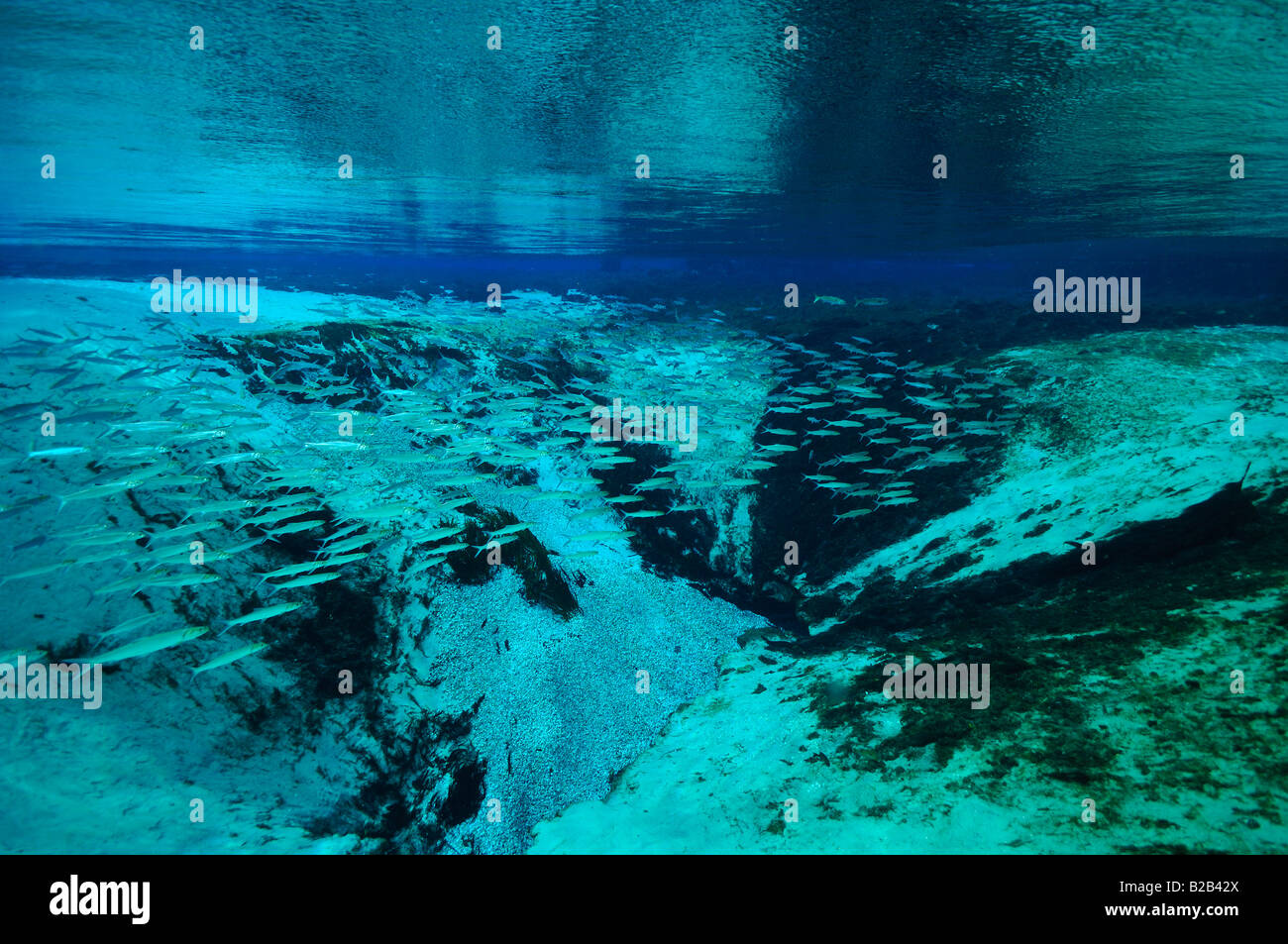 Silver glen springs Banque de photographies et d’images à haute ...