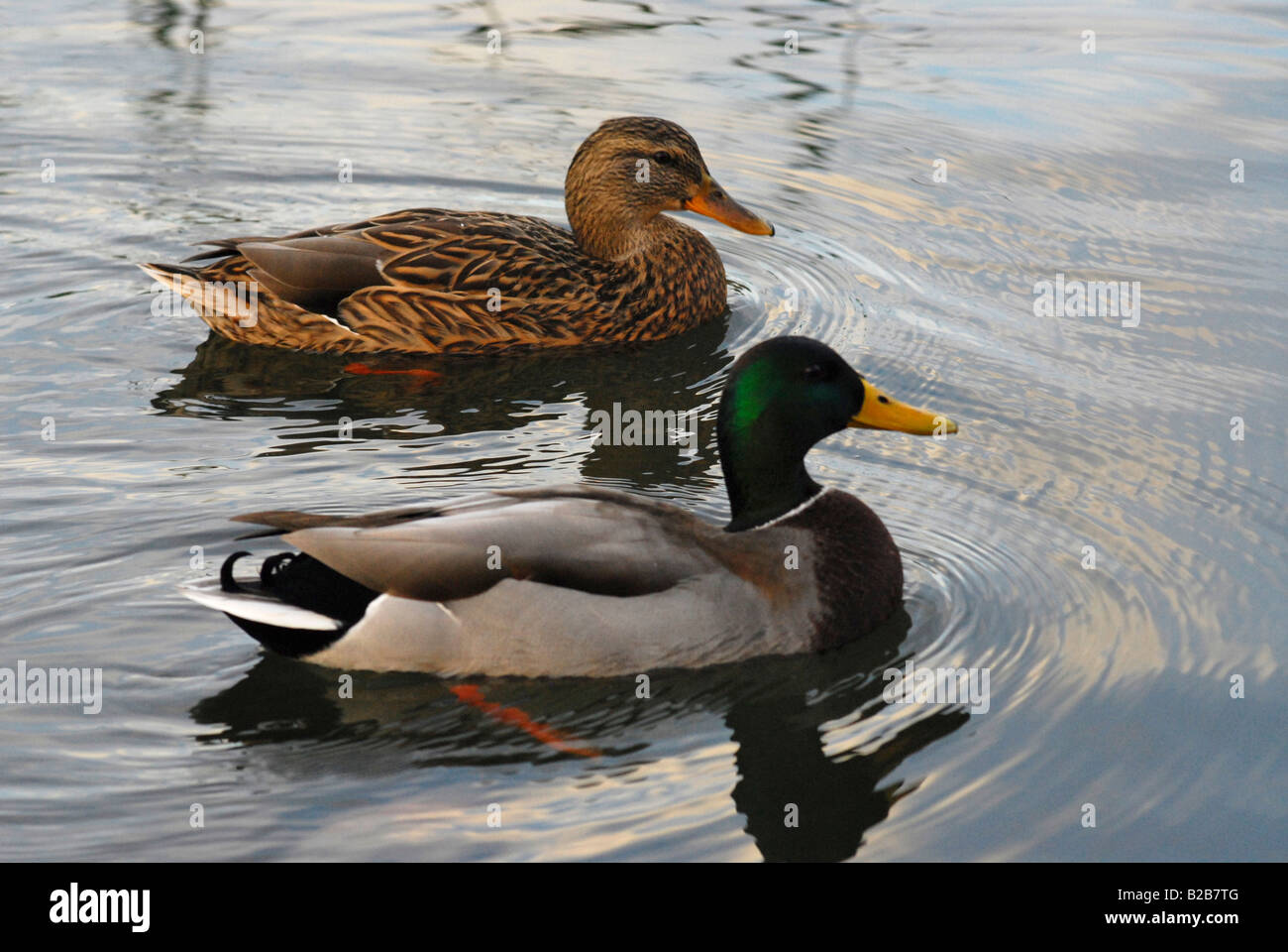 Canards qui nagent Banque de photographies et d’images à haute ...