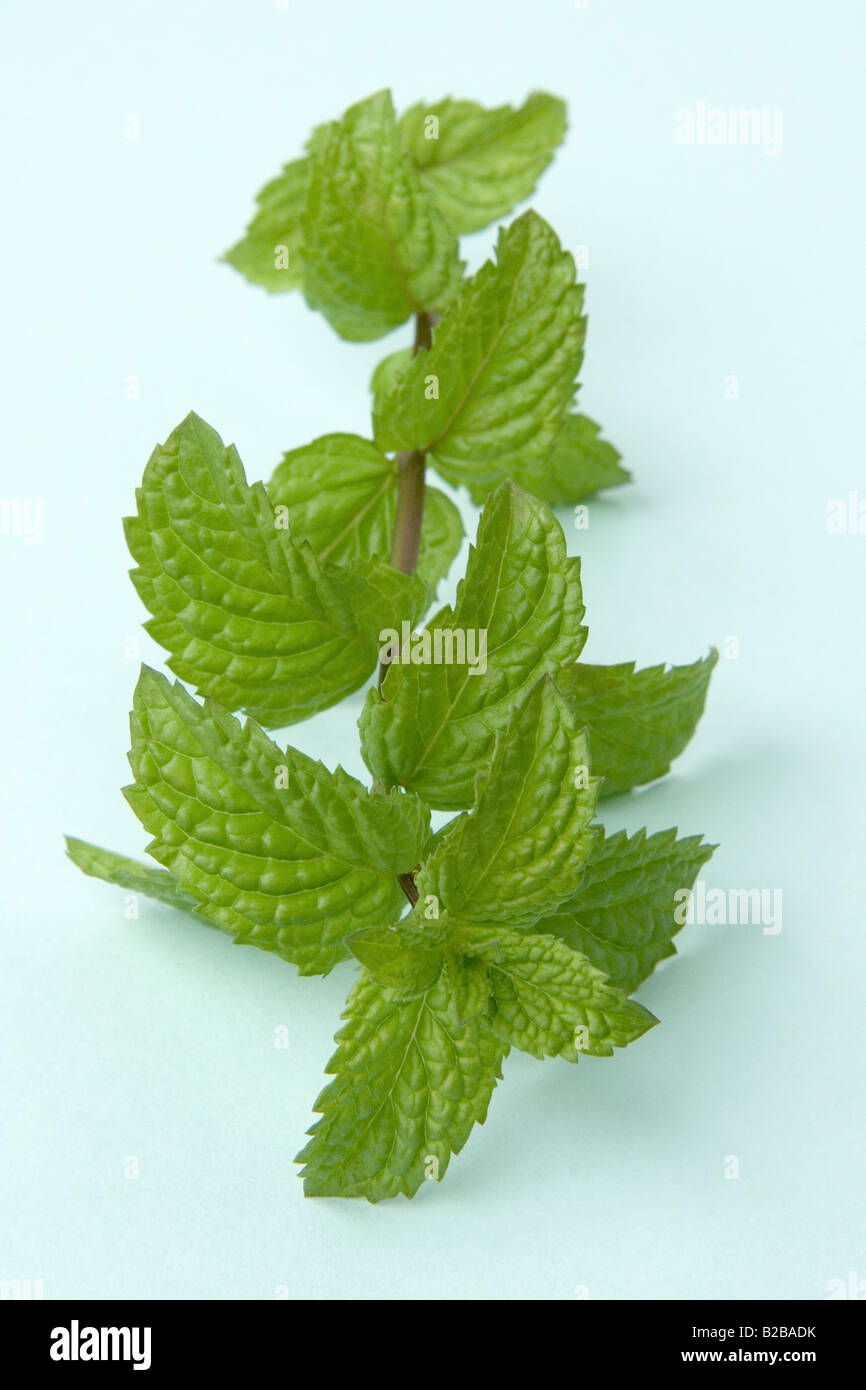 Plante de menthe verte Banque de photographies et d’images à haute ...