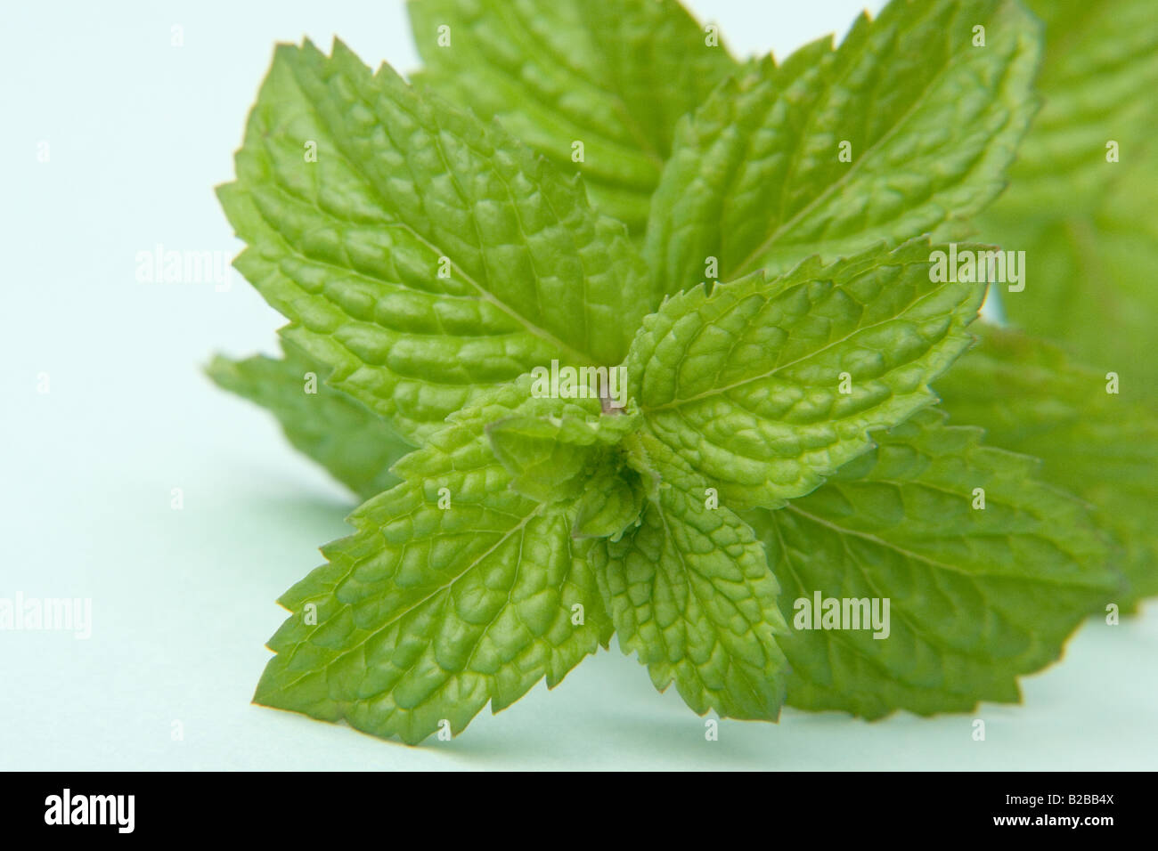 Plante de menthe verte Banque de photographies et d’images à haute ...
