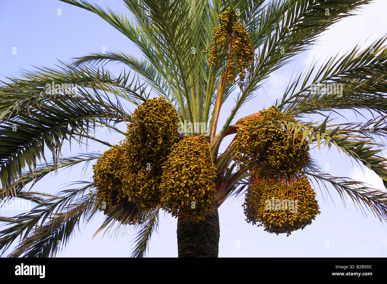 Palmier dattier (Phoenix dactylifera) portant des fruits Photo Stock ...