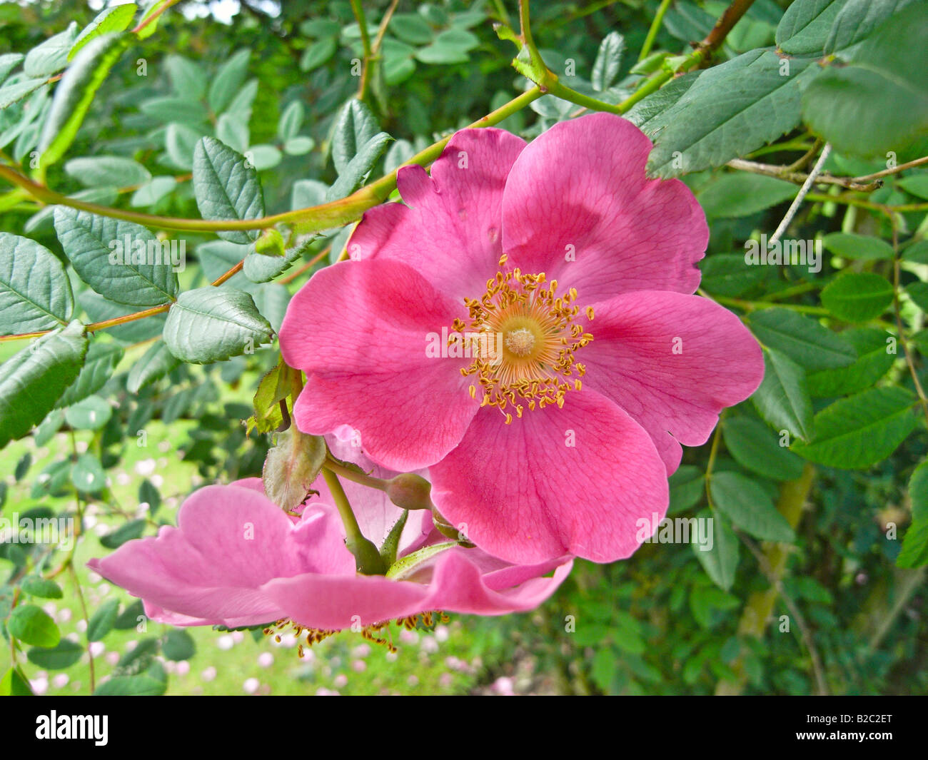 Rosa Gallica Banque d'image et photos - Alamy