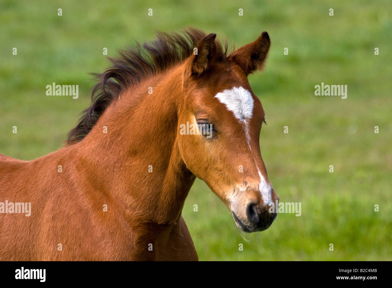 Poulain de cheval Banque de photographies et d’images à haute ...